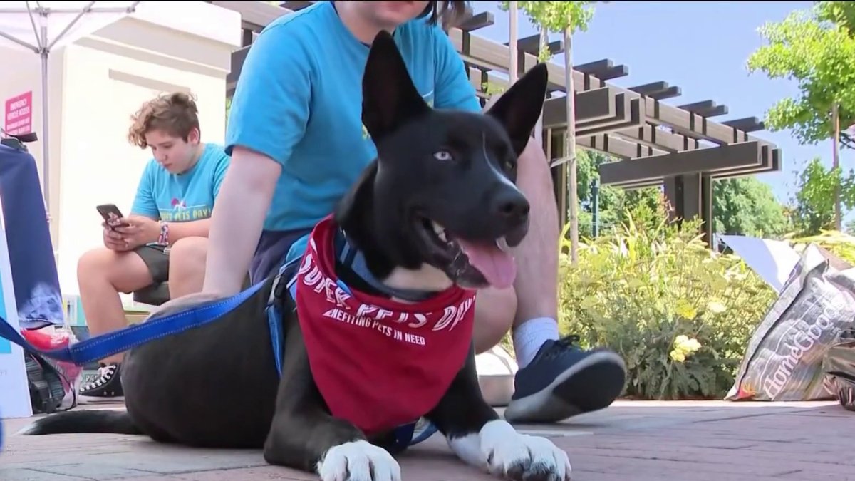 Inaugural ‘Super Pets Day’ event sees big turnout in Menlo Park – NBC ... Inaugural ‘Super Pets Day’ event sees big turnout in Menlo Park – NBC ...