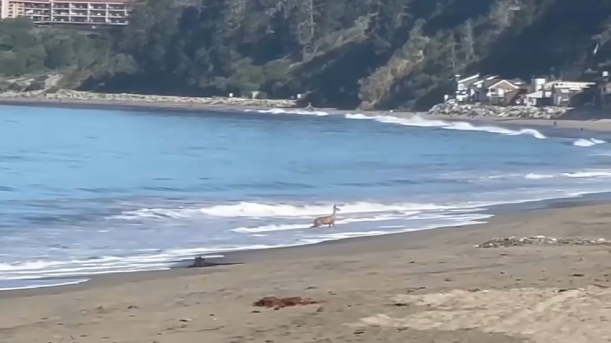 Video captures deer bodysurfing at Santa Cruz County beach – NBC Bay Area