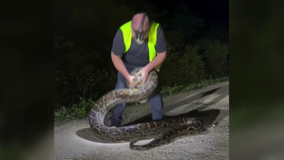 Video: 17-foot python caught in the Everglades – NBC Bay Area