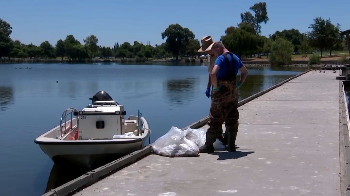 Fish in Fremont’s Lake Elizabeth dying during heat wave – NBC Bay Area