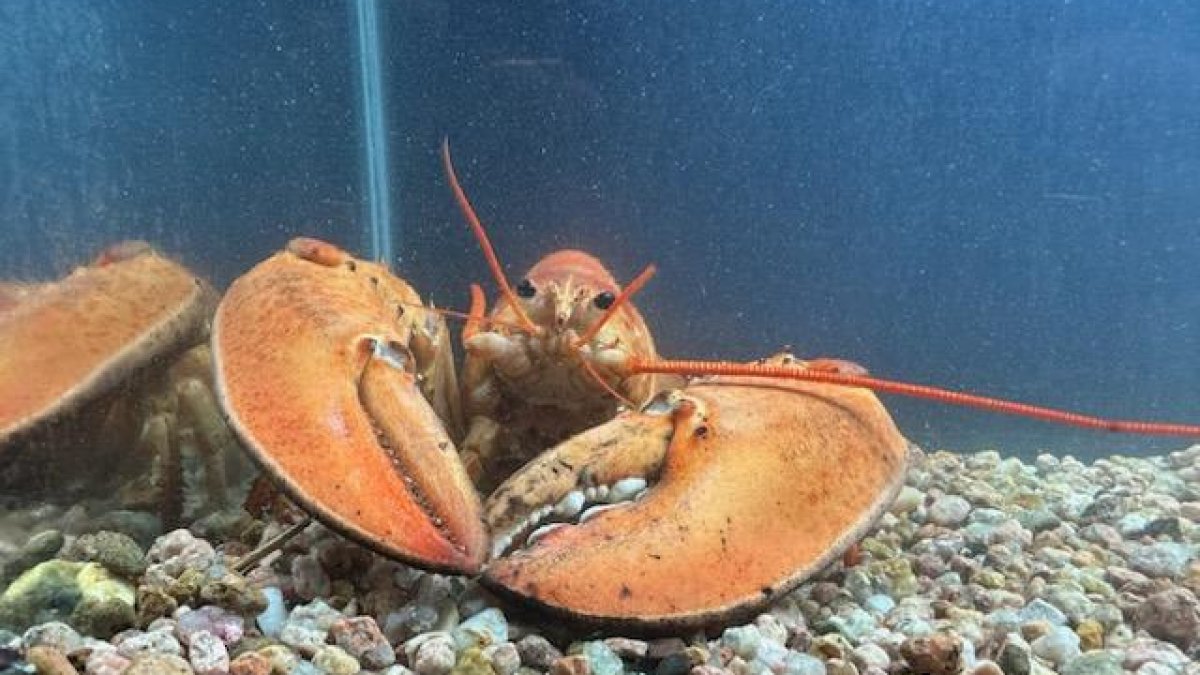 Rare, ‘1 in 30 million’ orange lobster sent to aquarium after accidentally delivered to Colorado ...