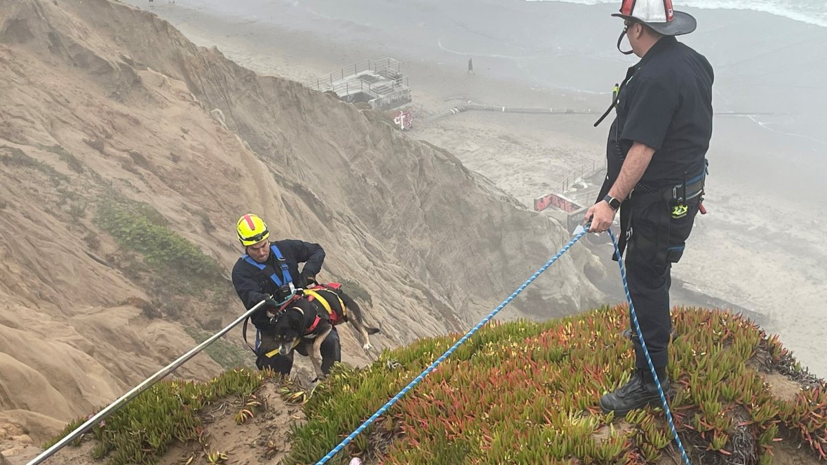 San Francisco fire crews rescue husky from cliff at Fort Funston – NBC ...