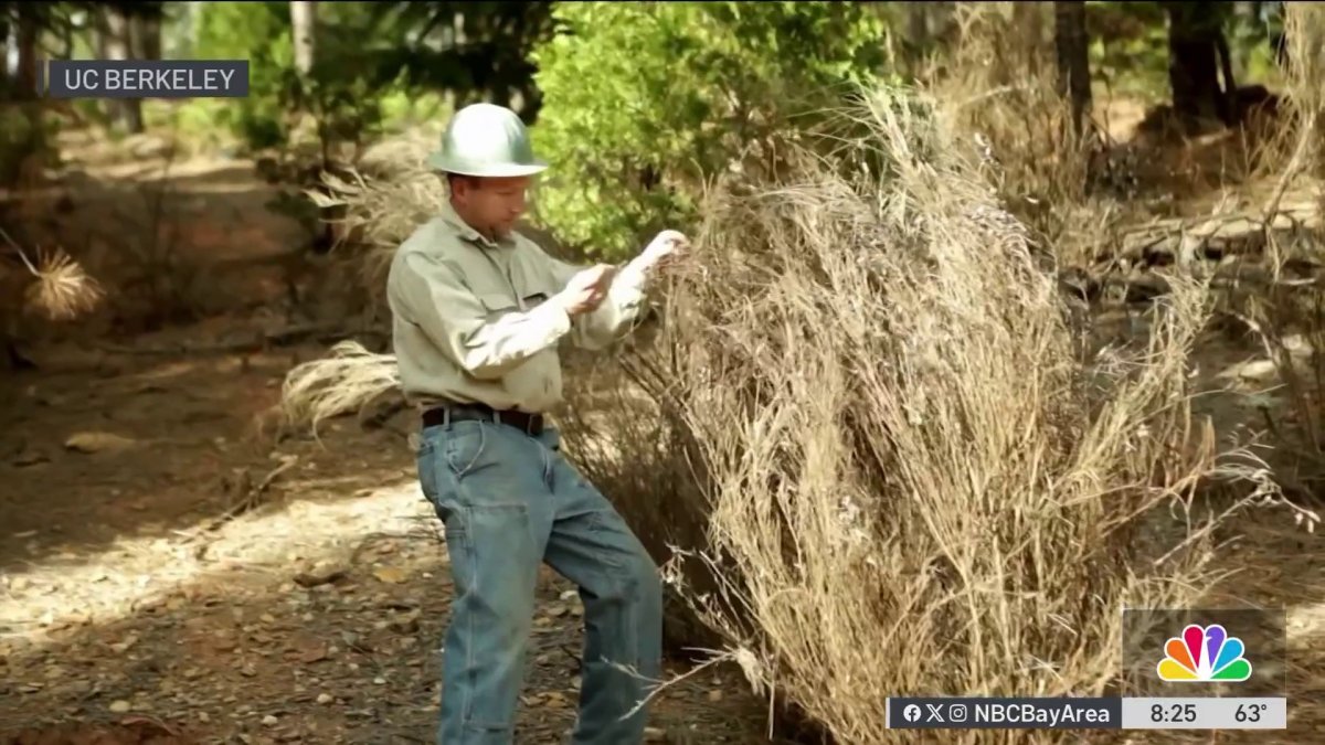 Planting seeds to replenish damaged forests – NBC Bay Area