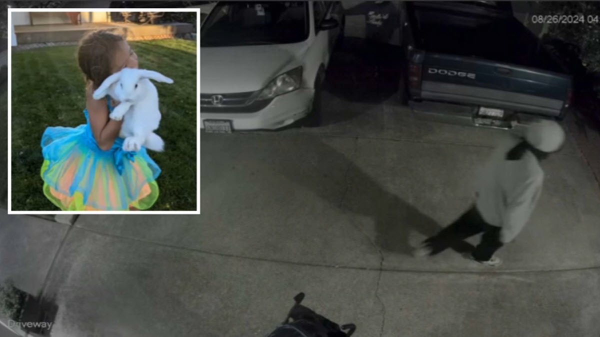 Petaluma police investigate stolen pet bunny, rash of thefts – NBC Bay Area