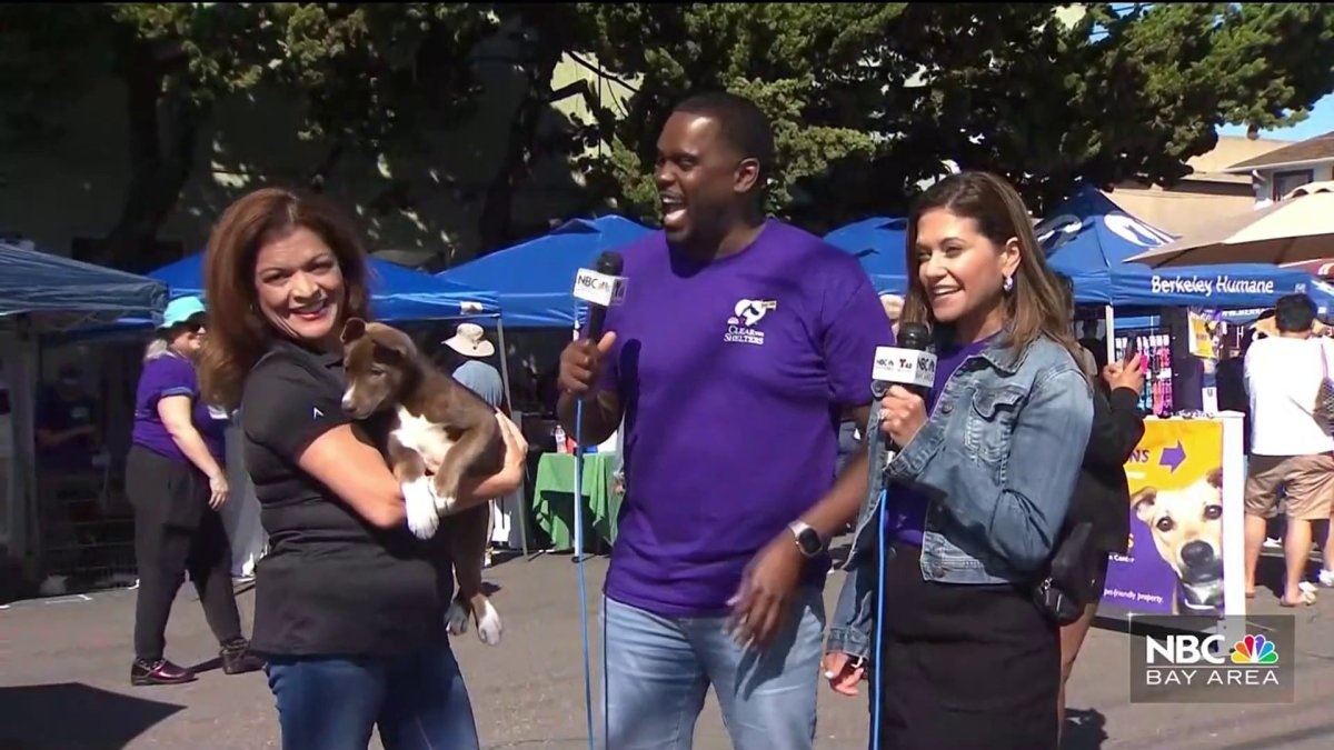 Berkeley Humane hosts ‘Bark and Meow Around the Block’ – NBC Bay Area