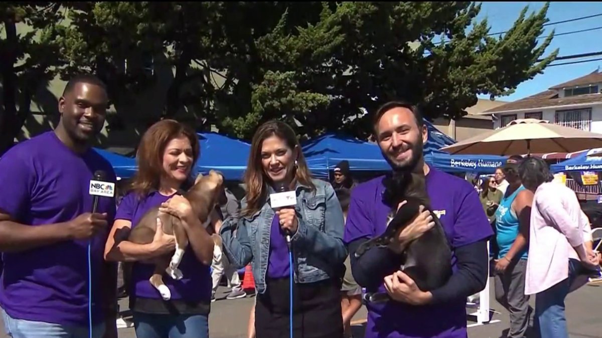 Clear the Shelters: NBC Bay Area, Telemundo 48 team up with Berkeley ...
