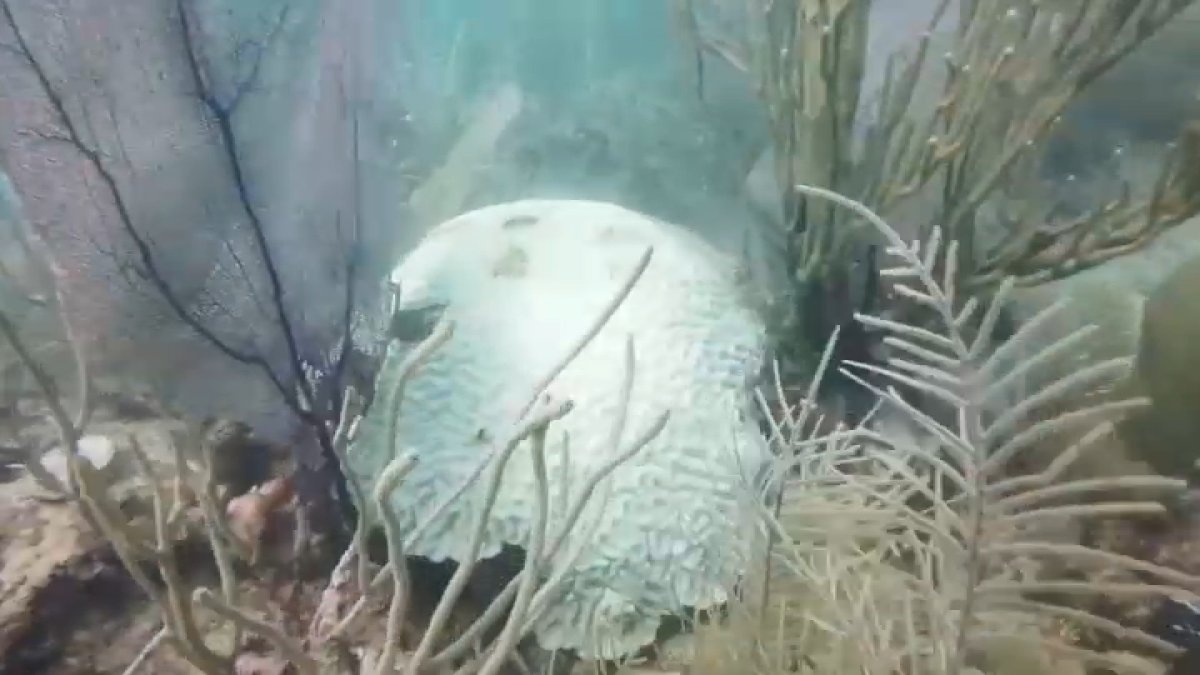 What to know about coral bleaching and how it impacts Earth – NBC Bay Area