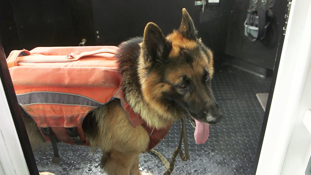 San Francisco dog may be world’s most famous deckhand – NBC Bay Area