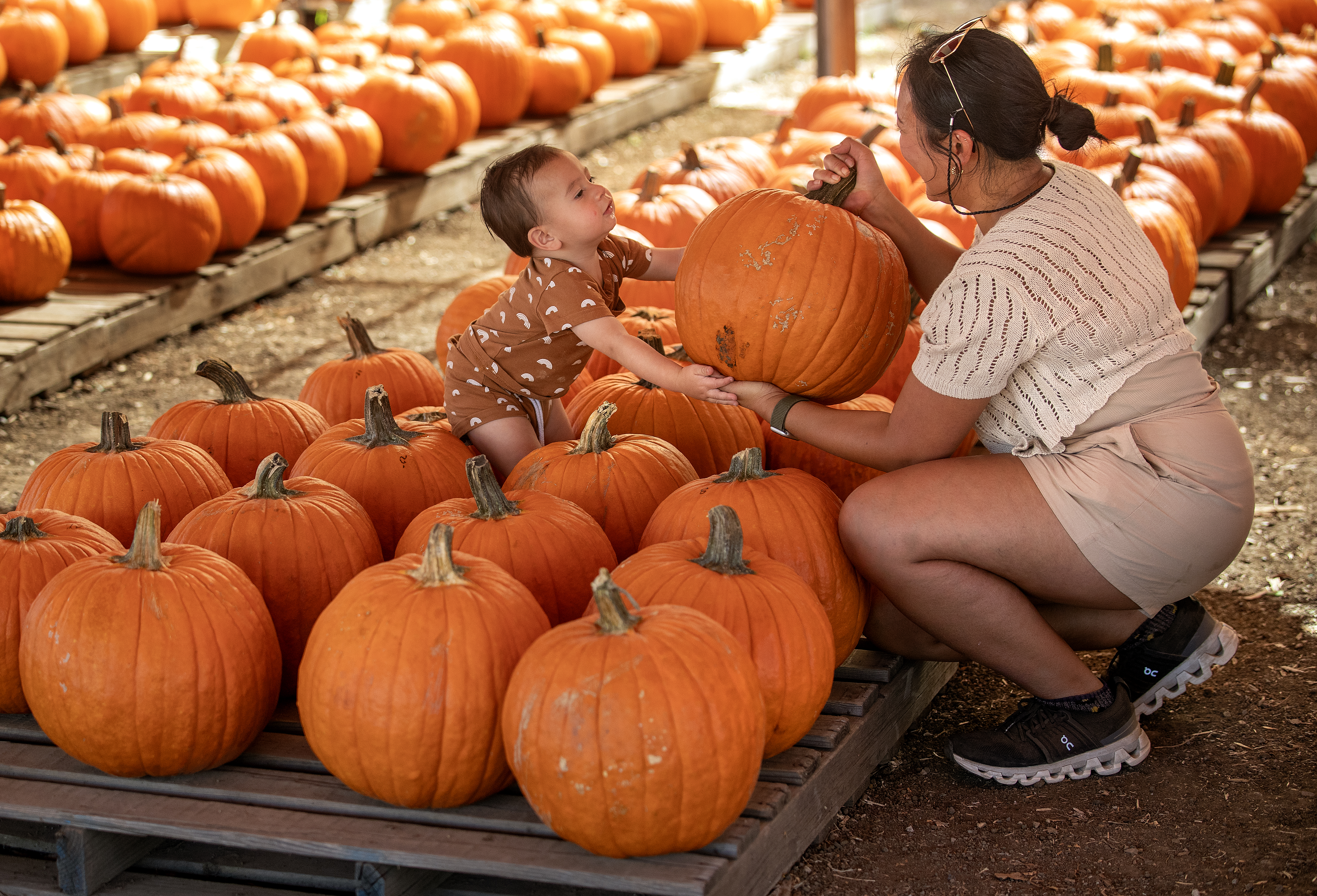 How to pick the perfect pumpkin – NBC Bay Area