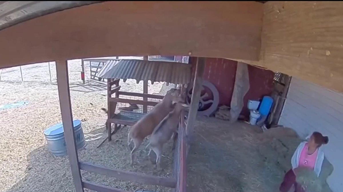 Man speaks out after woman steals 3 goats from Santa Rosa barn – NBC ...