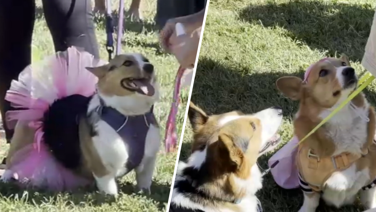 Corgi Con draws large crowd in Pleasanton – NBC Bay Area