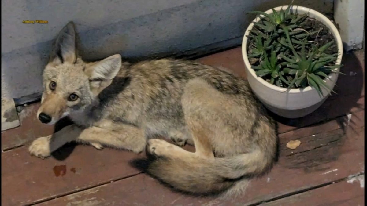 Young coyote found hiding in wall of San Francisco home – NBC Bay Area