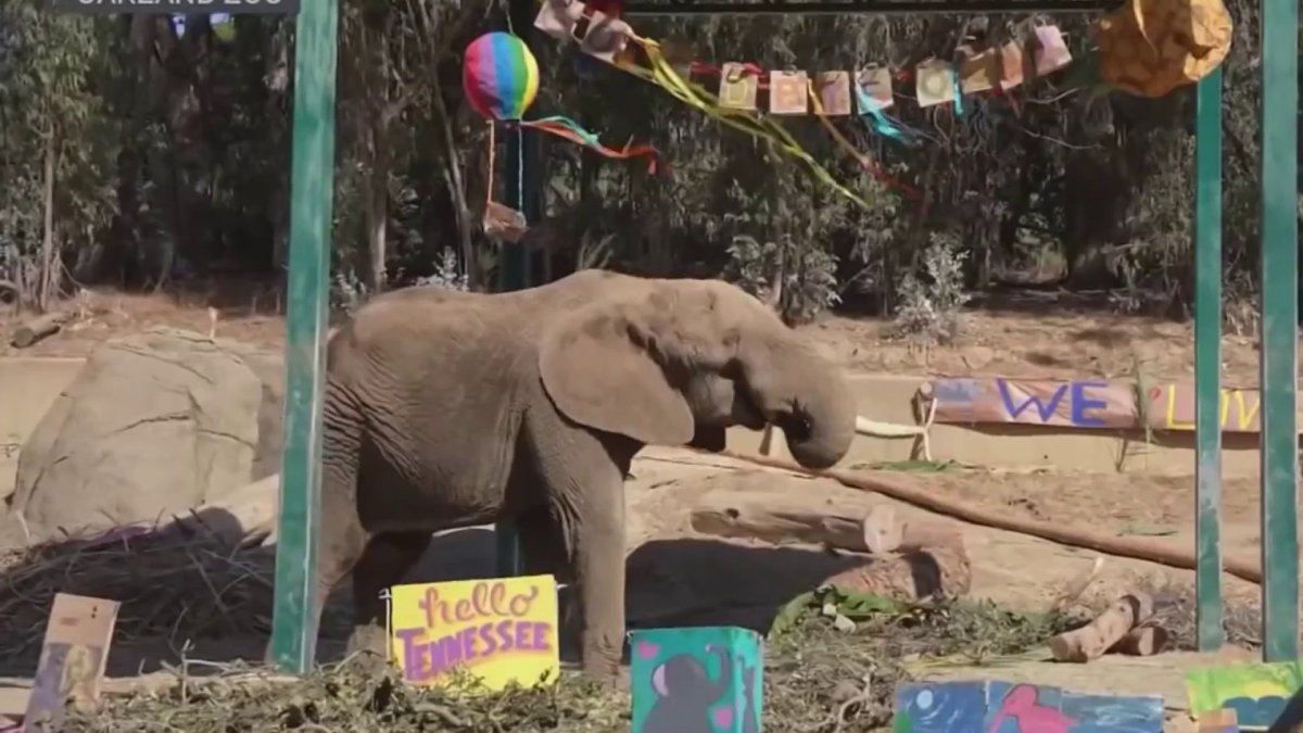 Visitors bid farewell to Oakland Zoo’s last elephant – NBC Bay Area