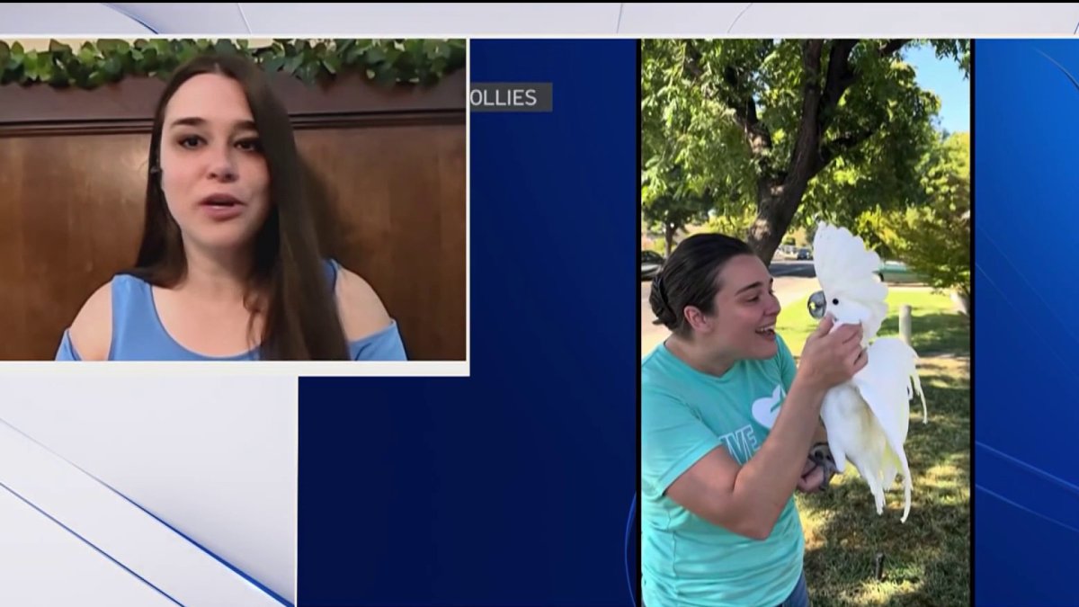 Exotic bird theft investigation led to recovery, suspect arrested – NBC ...