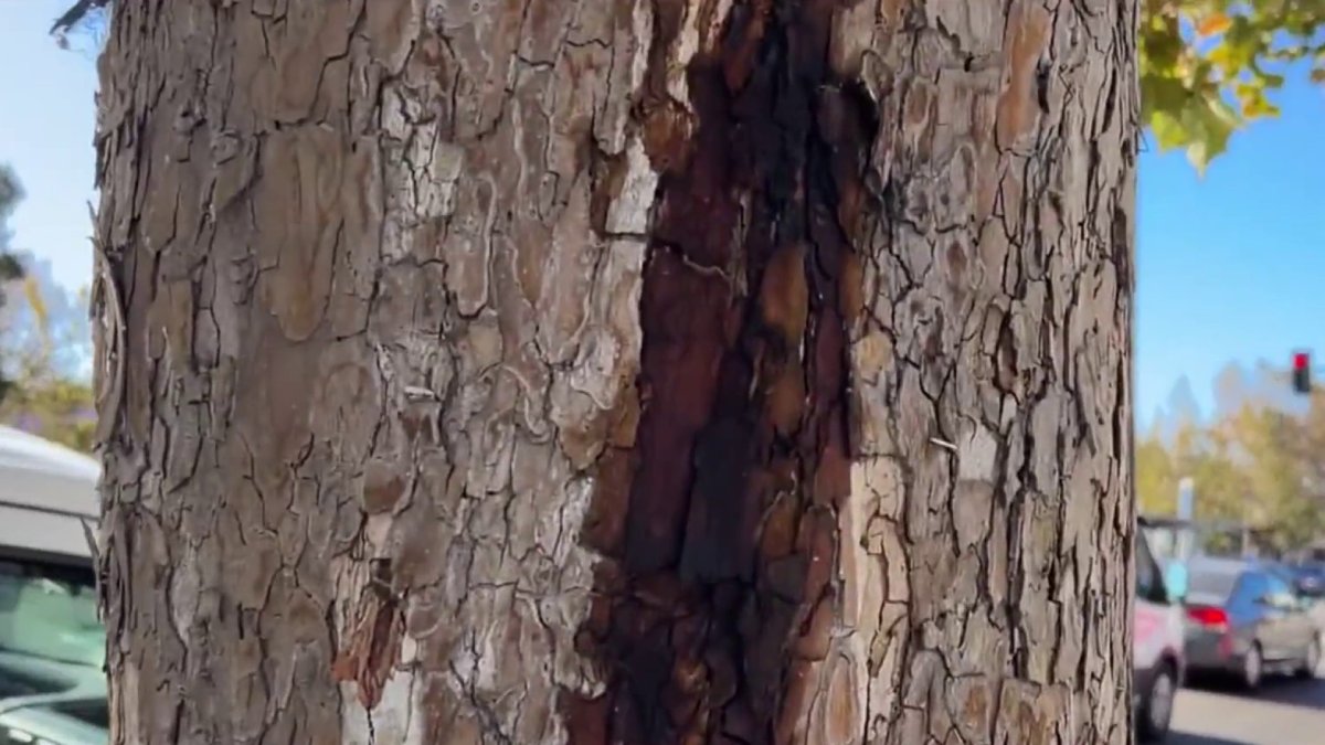 Invasive beetle killing trees in San Jose, Santa Cruz Mountains – NBC ...