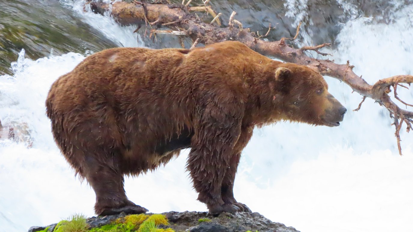 Who won 2024 Fat Bear Contest? Meet two-time winner Grazer – NBC Bay Area Who won 2024 Fat Bear Contest? Meet two-time winner Grazer – NBC Bay Area