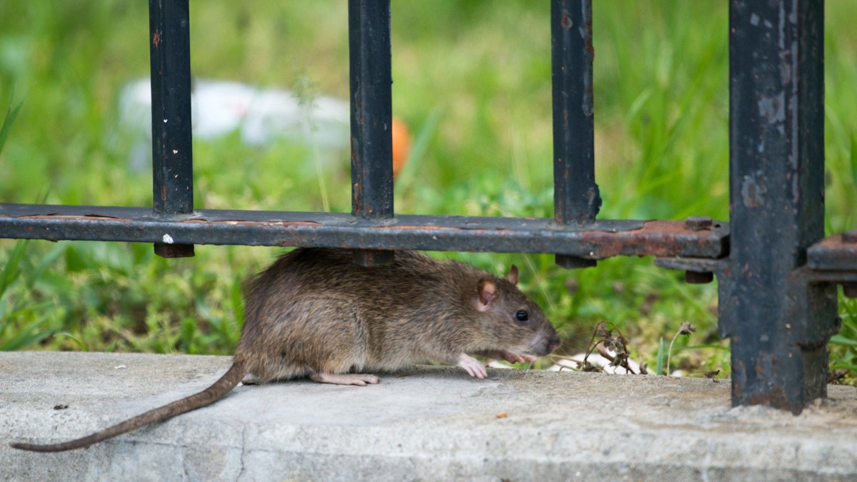 Scientists say warmer temperatures mean more rat babies, infestations ...
