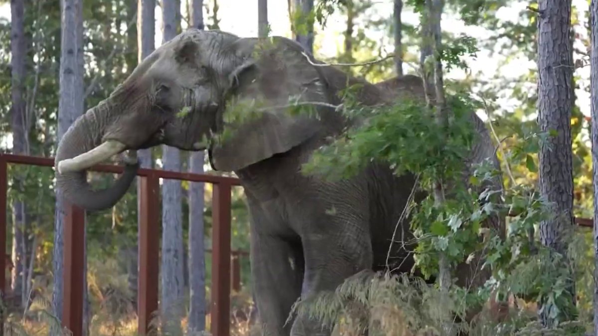 Oakland Zoo’s last elephant arrives at his new home in Tennessee – NBC ...