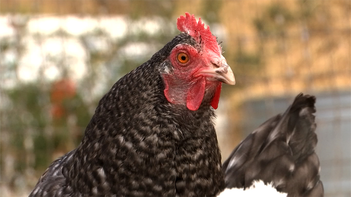 From acrobat to animal rescuer: A South Bay ranch owner’s remarkable ...