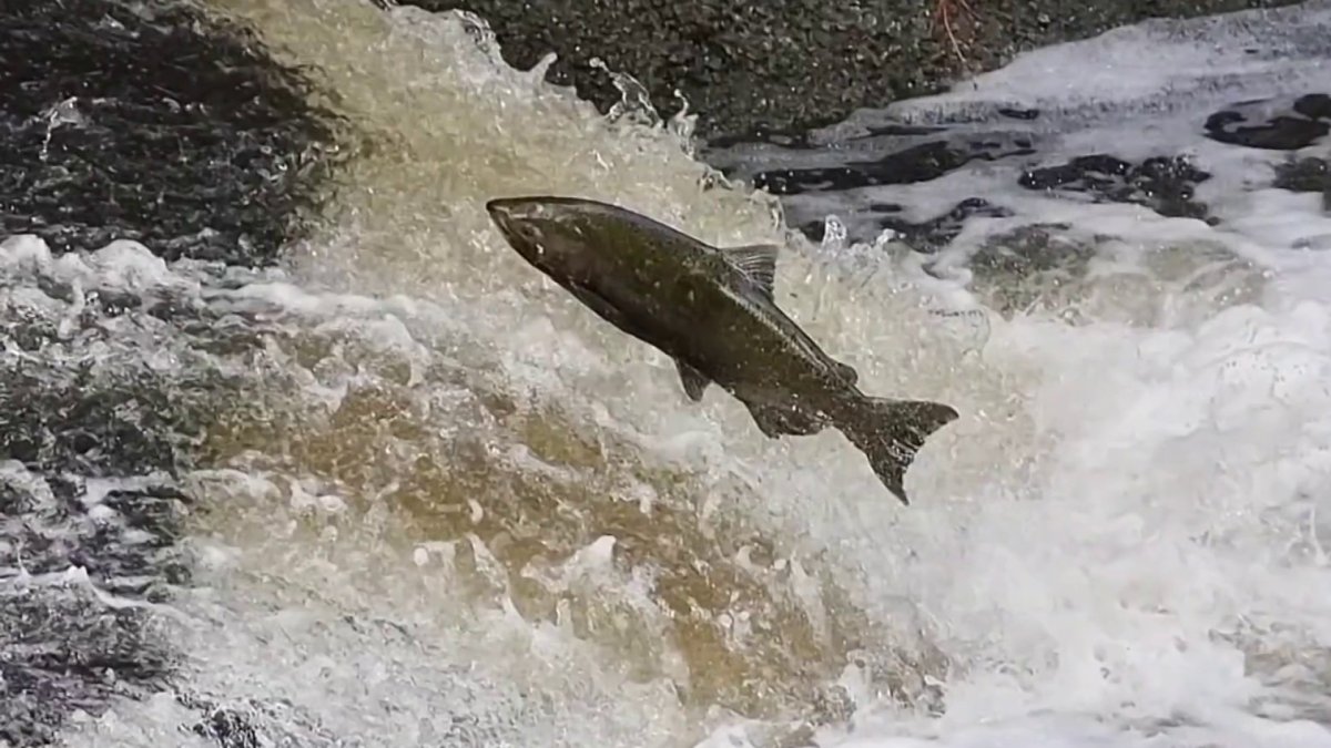 Salmon make way to South Bay creek, draws in crowds – NBC Bay Area