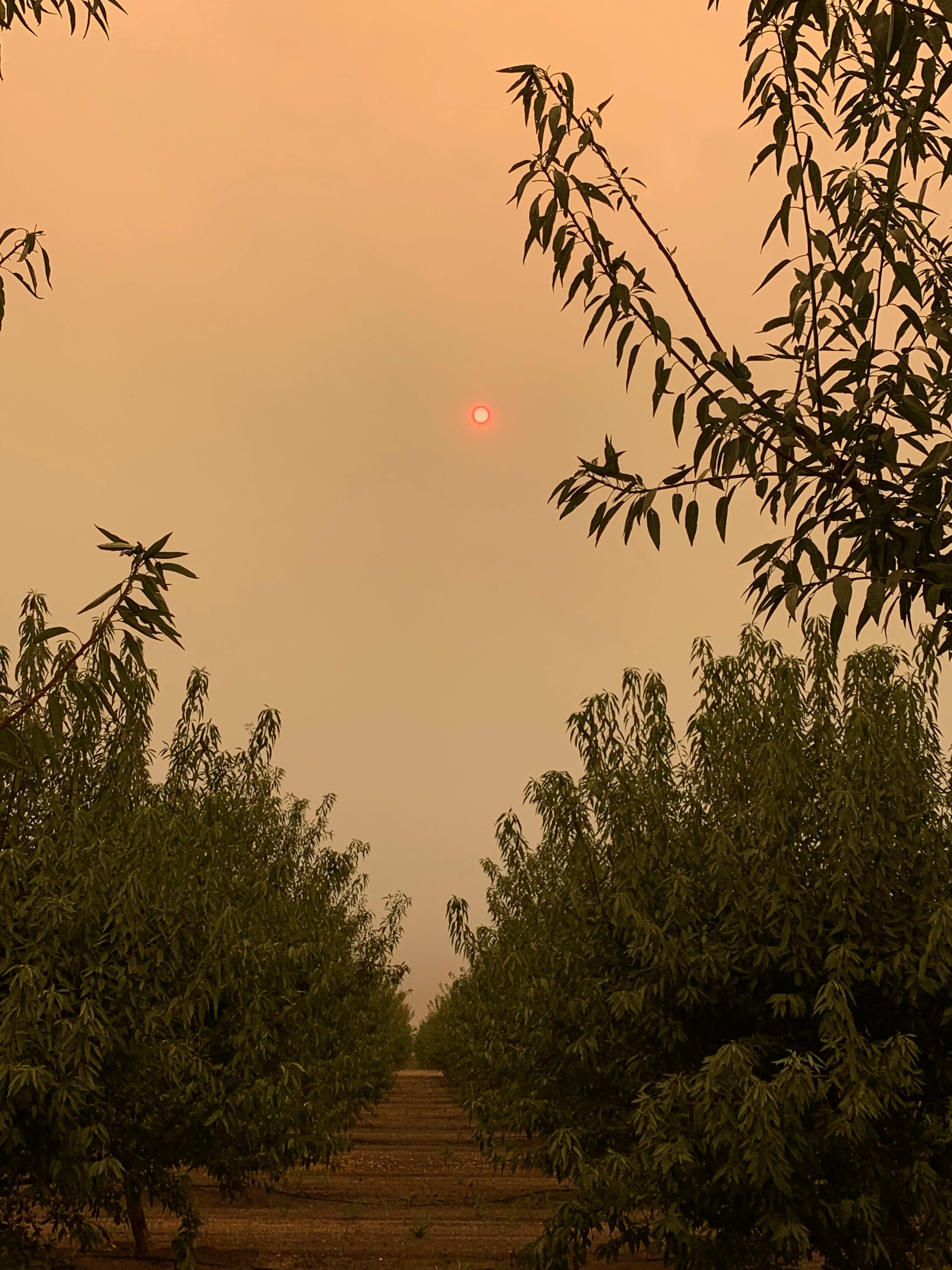 New study finds wildfire impact on California’s nut trees – NBC Bay Area