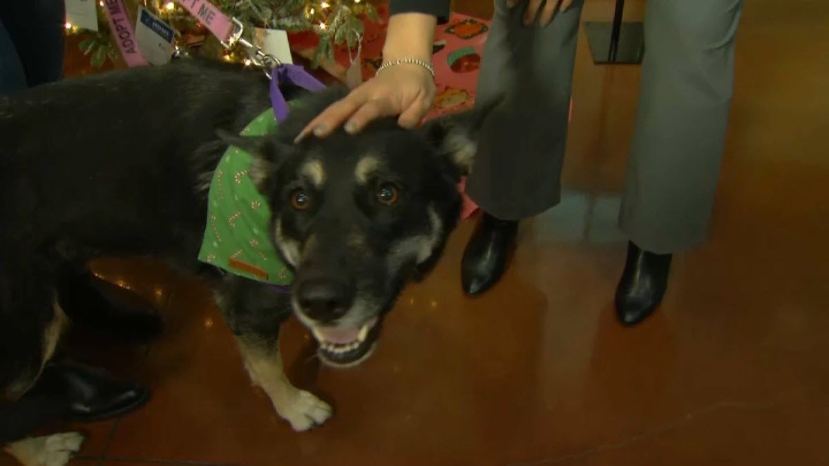Humane Society Silicon Valley holds annual holiday event – NBC Bay Area
