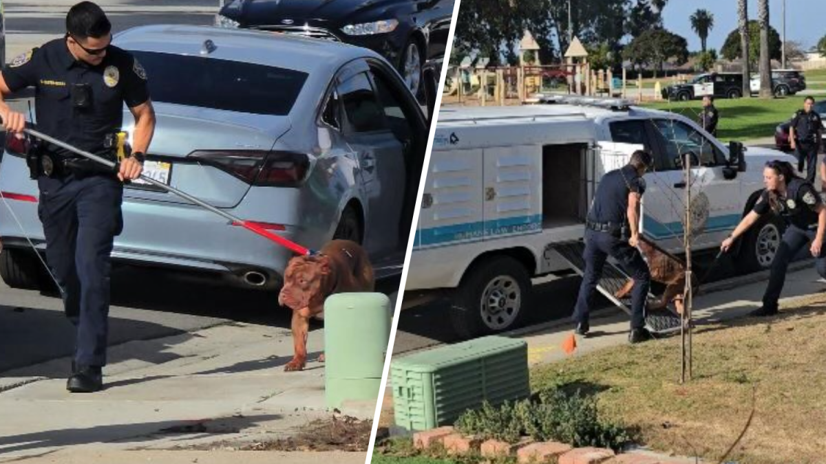 Mira Mesa dog attack for pets’ owner – NBC Bay Area