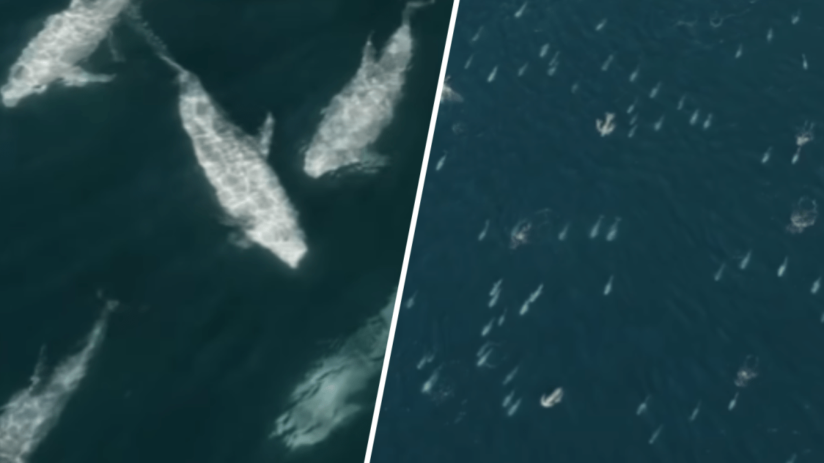 Watch: Dolphin ‘super pod’ off Monterey County coast – NBC Bay Area