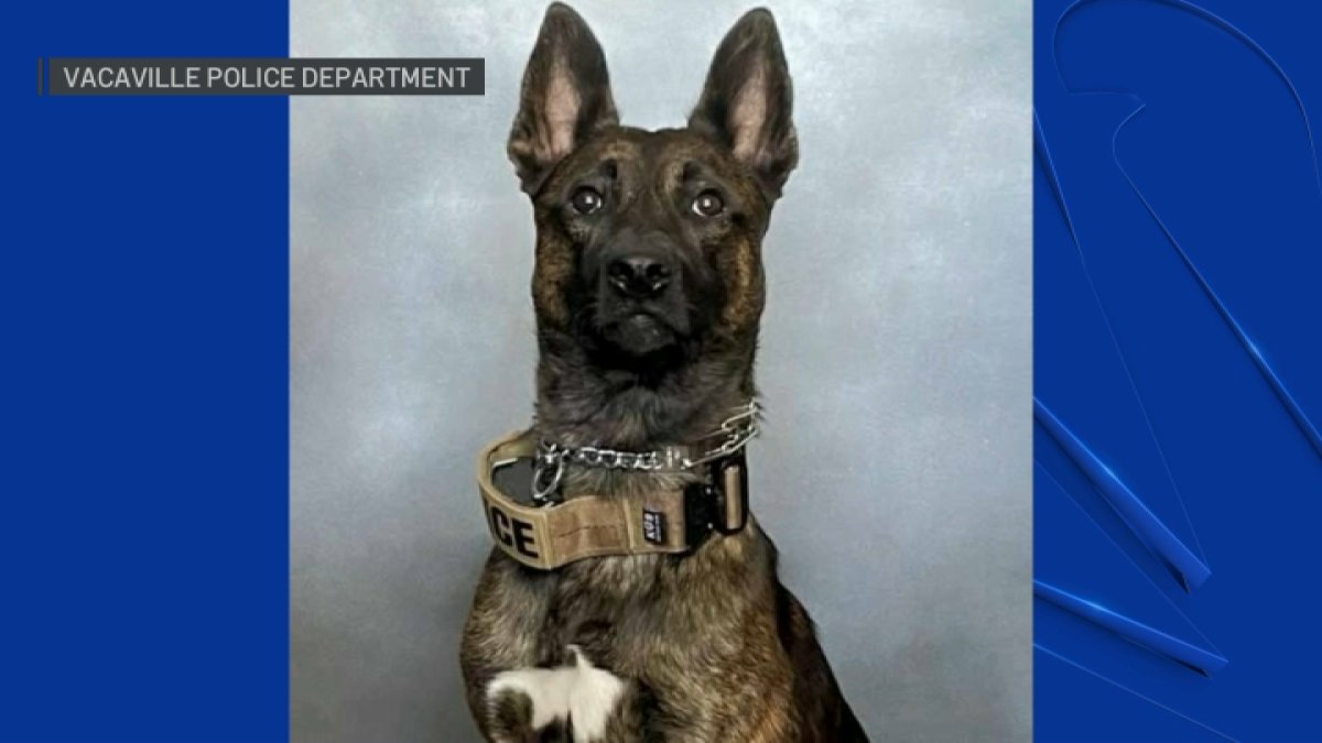 Vacaville police dog shot in the line of duty – NBC Bay Area