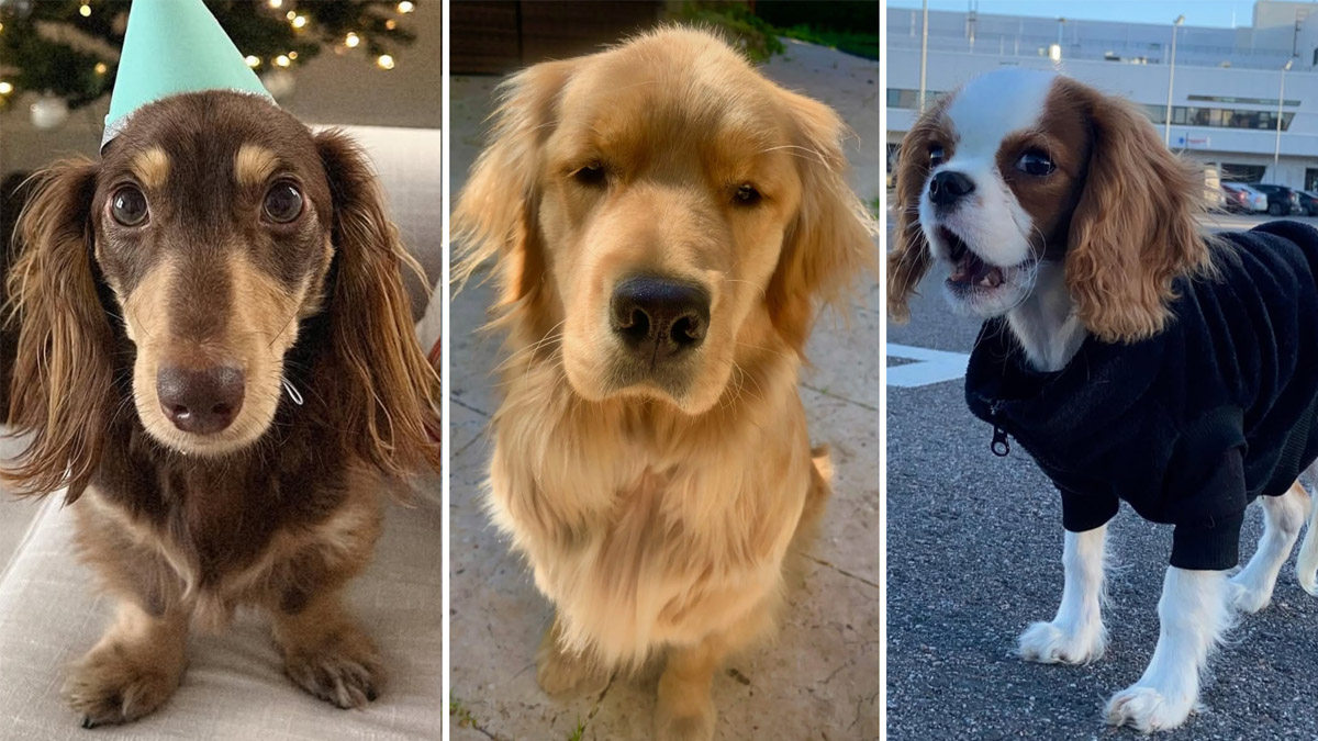 Meet adorable dogs behind Macklin Celebrini, San Jose Sharks – NBC Bay Area