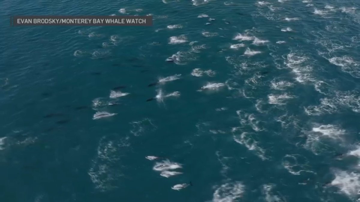 More than 2,000 dolphins spotted off Monterey Bay – NBC Bay Area