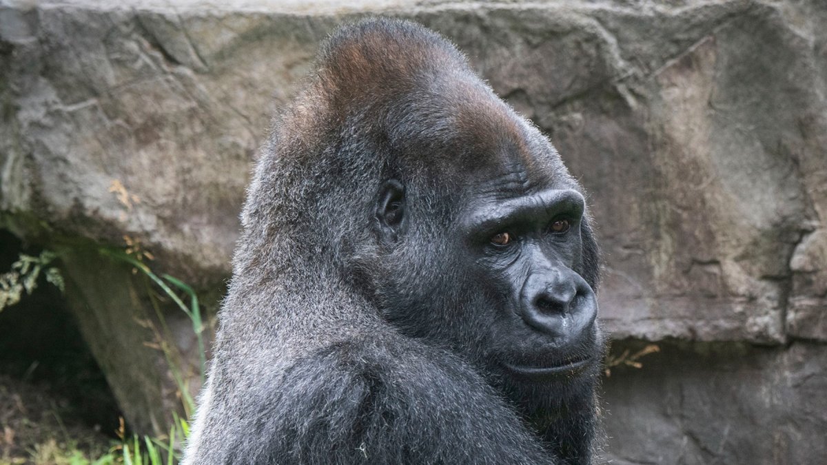 San Francisco Zoo gorilla Oscar Jonesy dies – NBC Bay Area
