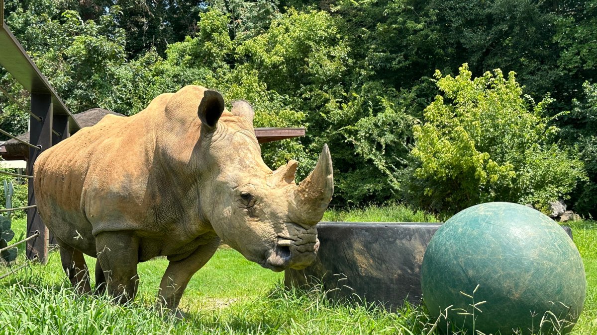 Dolly, the oldest rhino in the US, has died at age 56 – NBC Bay Area