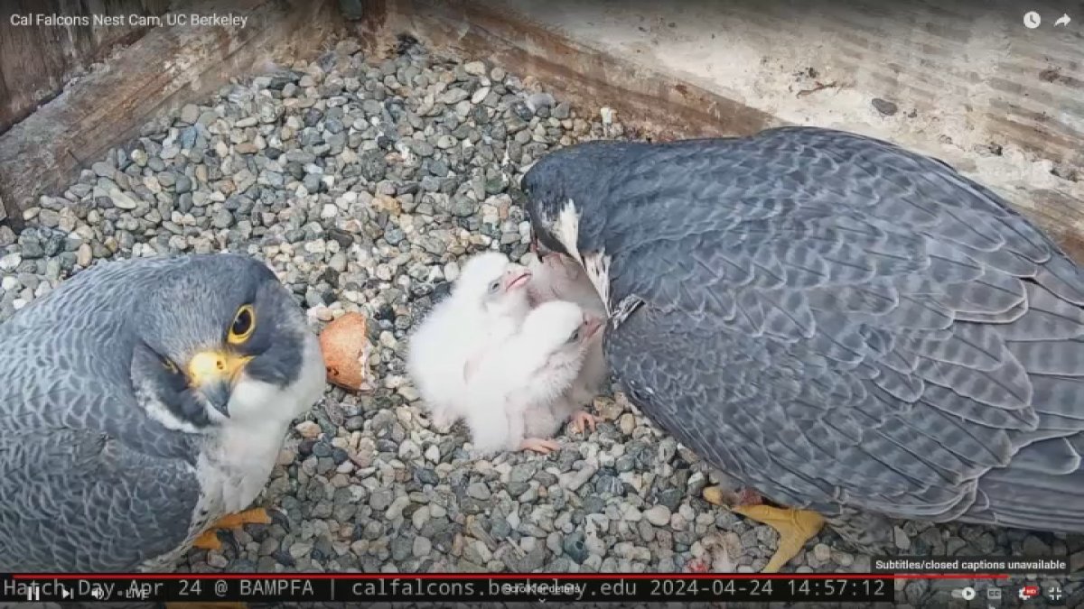 UC Berkeley falcons missing – NBC Bay Area