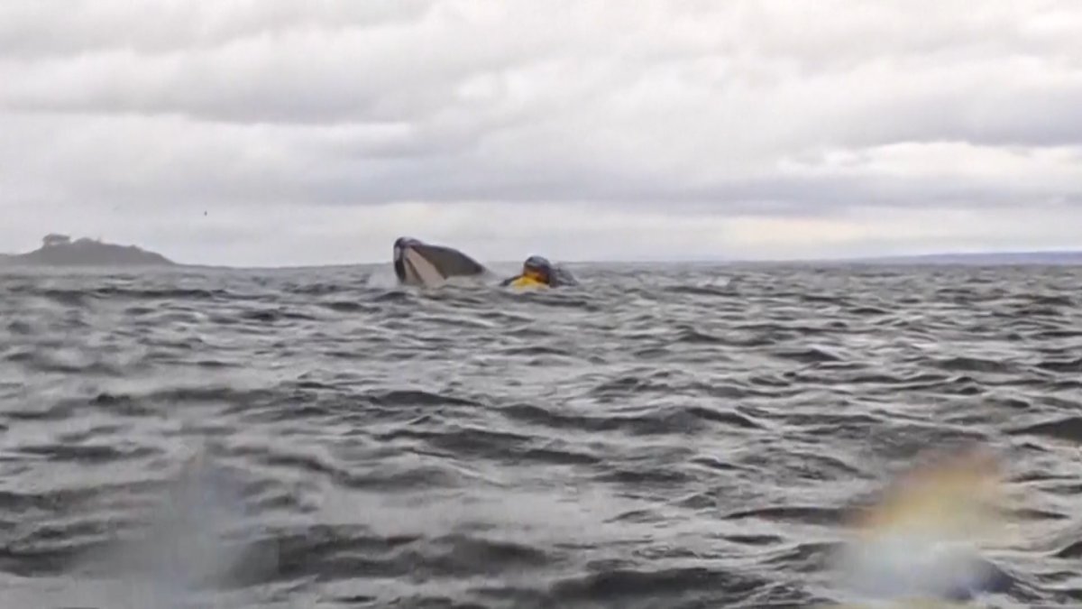 Humpback whale briefly swallows kayaker in Chilean Patagonia – NBC Bay Area