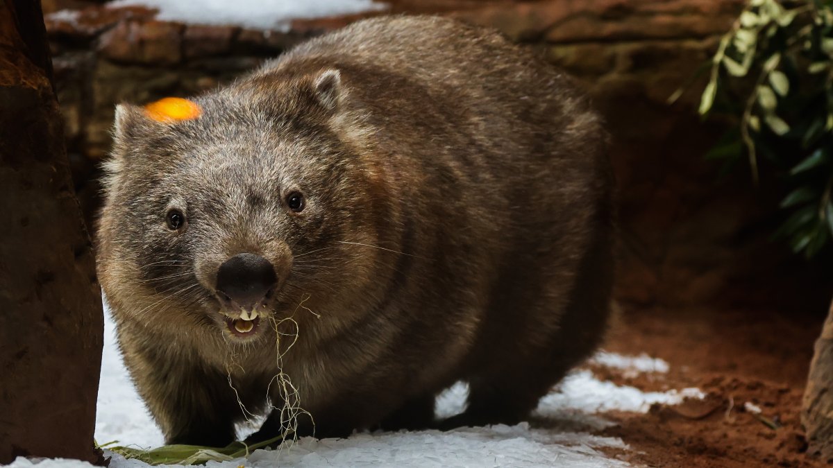 Influencer who snatched baby wombat in Australia apologizes – NBC Bay Area