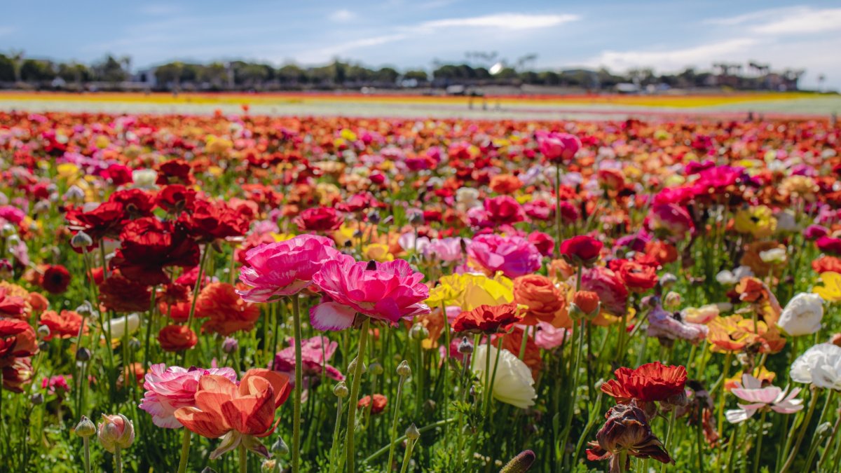 A kaleidoscope of events up the joy at The Flower Fields – NBC Bay Area