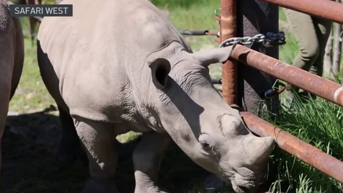 Watch: Safari West welcomes another rhino calf – NBC Bay Area