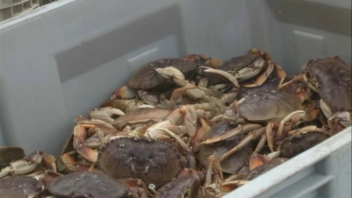 Commercial Dungeness crab season to end in Monterey Bay – NBC Bay Area