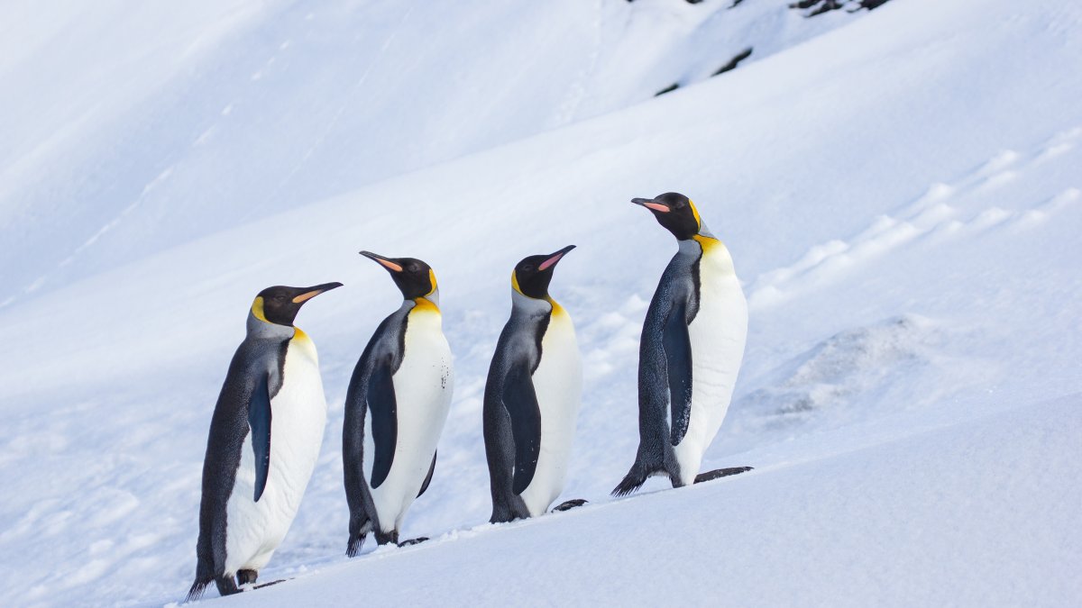 New Trump tariffs targets island full of penguins, none for Russia ...