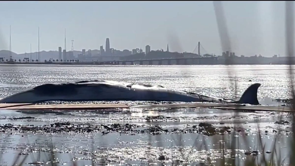 Stranded minke whale euthanized following Emeryville sighting – NBC Bay ...