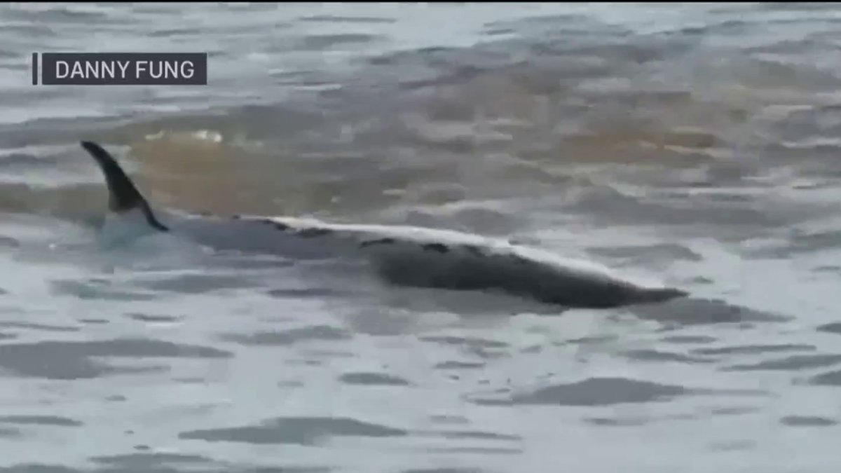 Whale spotted near Emeryville – NBC Bay Area