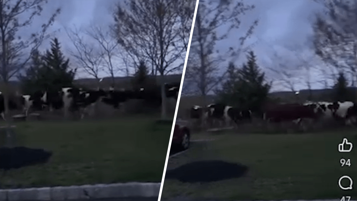 Cows loose in Doylestown after escaping Curly Hill Farm – NBC Bay Area