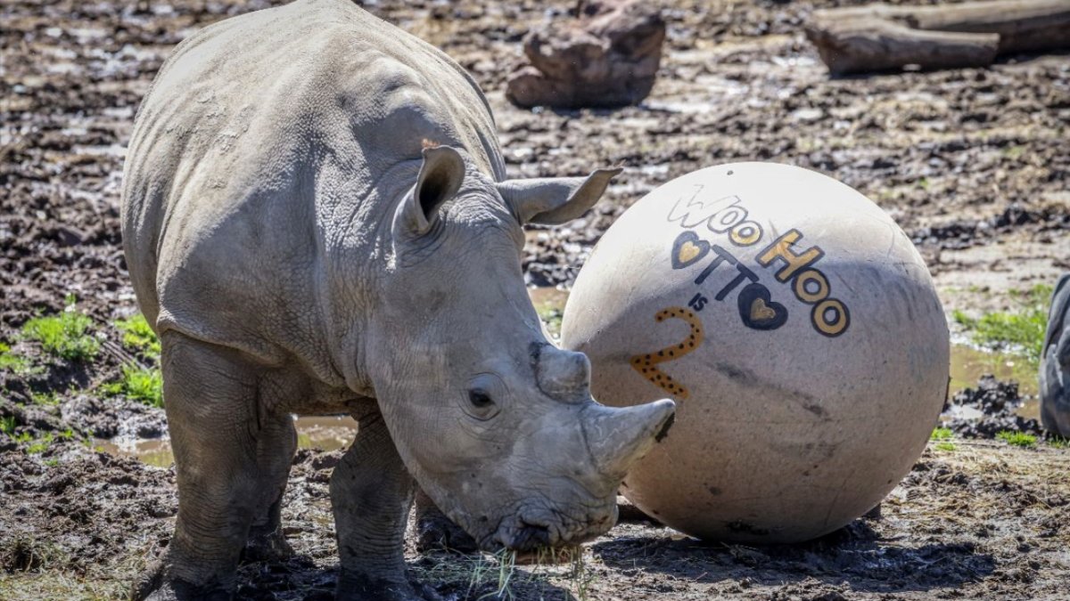 Otto, a white rhino at Safari West, turned 2 as more joyous news was ...