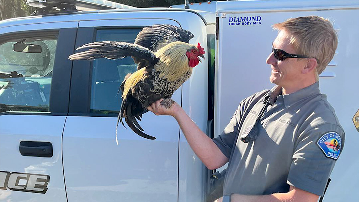 Seaside Animal Control officer proves dedication to job with 7-week ...