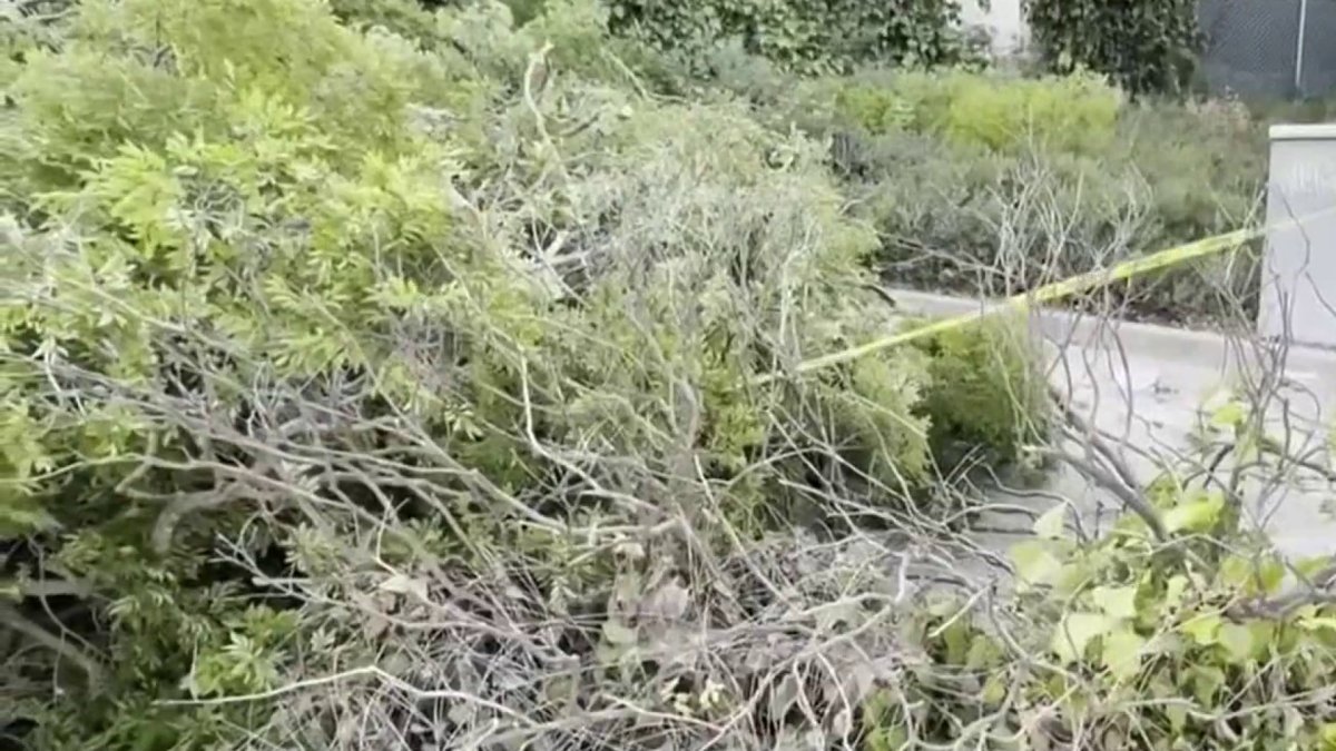 12 people hurt after tree falls during Diablo Valley College graduation ...