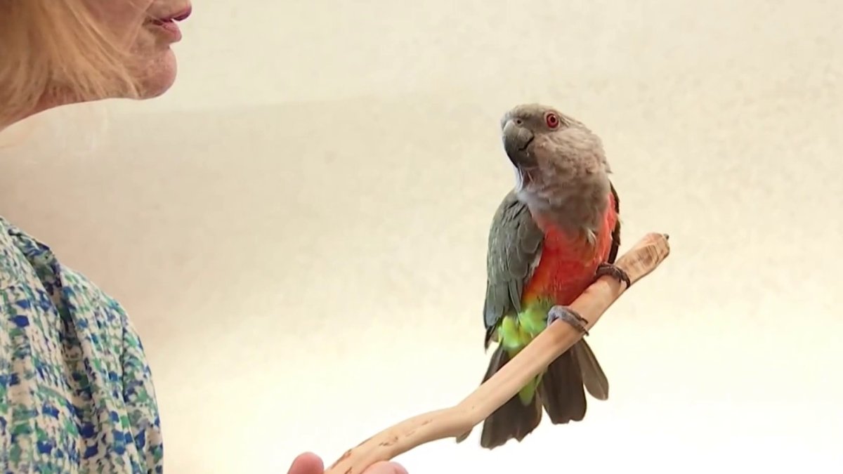 Missing parrot reunited with owner after 8 months since being stolen ...