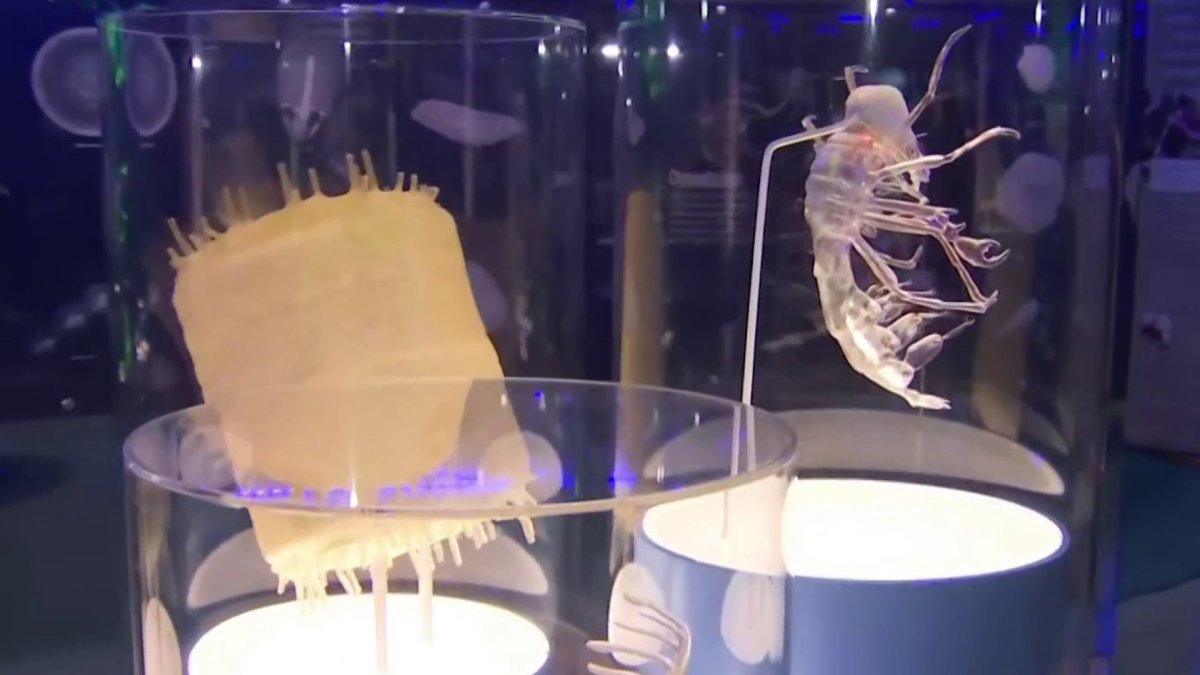 New ocean exhibit at California Academy of Sciences – NBC Bay Area