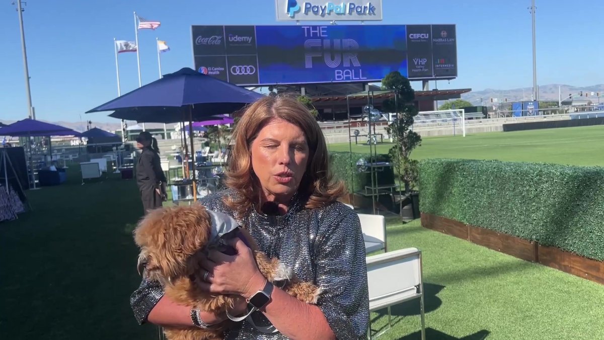 Humane Society Silicon Valley Annual Fur Ball Organizer Talks Shelter ...