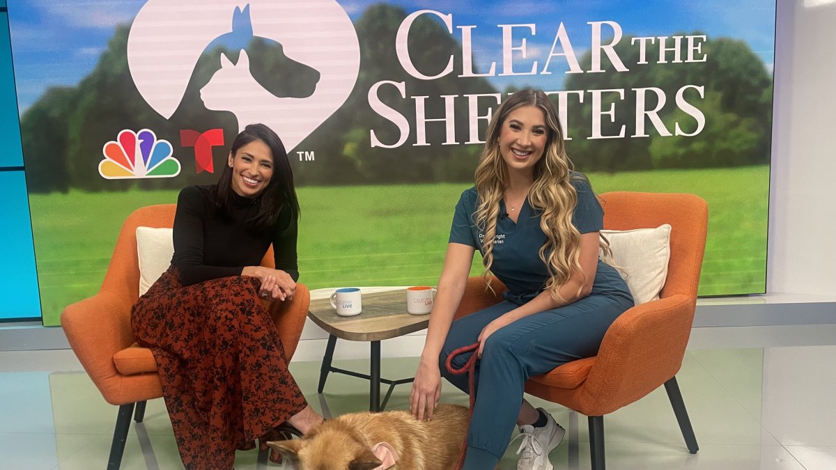 Meet our May Pet of the Month: Lady EggRoll! – NBC Bay Area